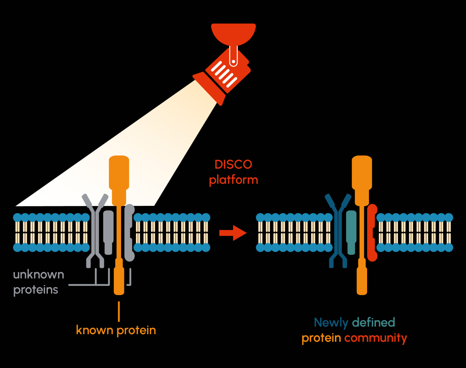 DISCO Pharmaceuticals – The surfaceome company
